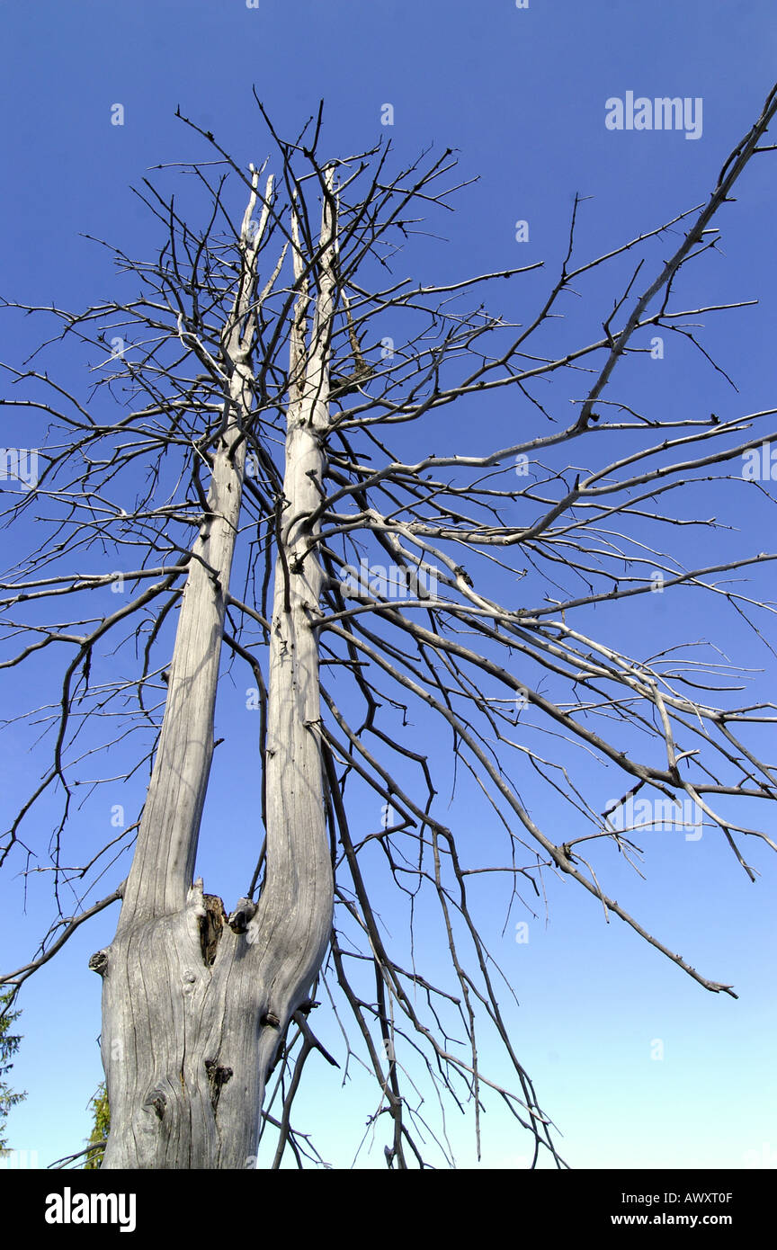 Dry white barkless trunk of dead tree with stretched branches Stock ...