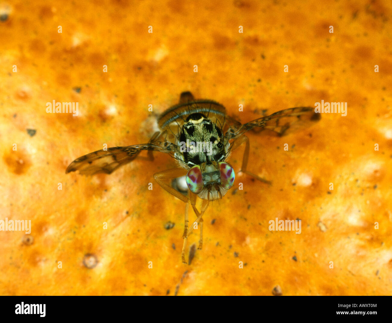Ceratitis capitata hi-res stock photography and images - Alamy