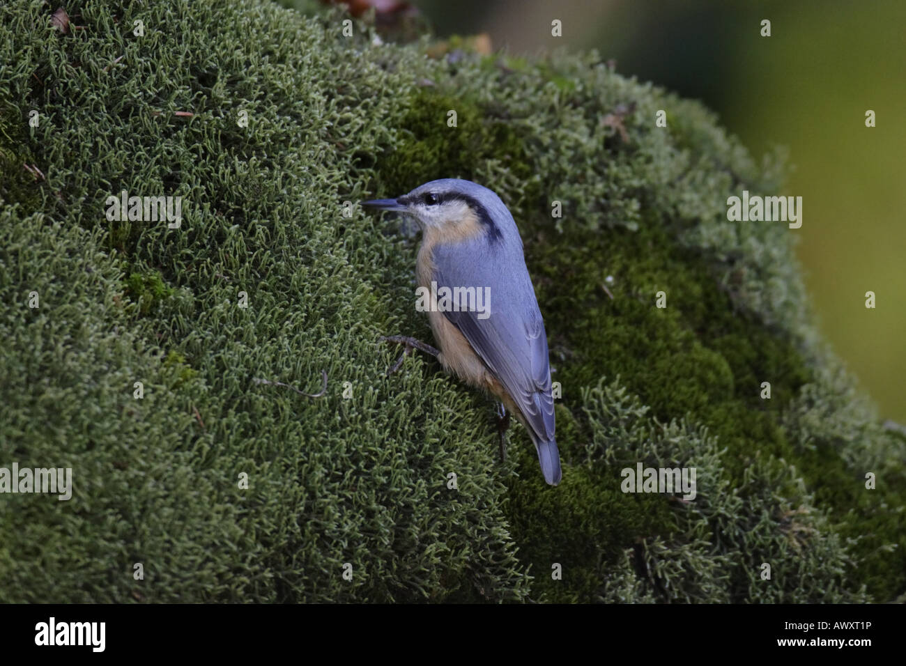 Kleiber sitta europaea sittidae Stock Photo - Alamy