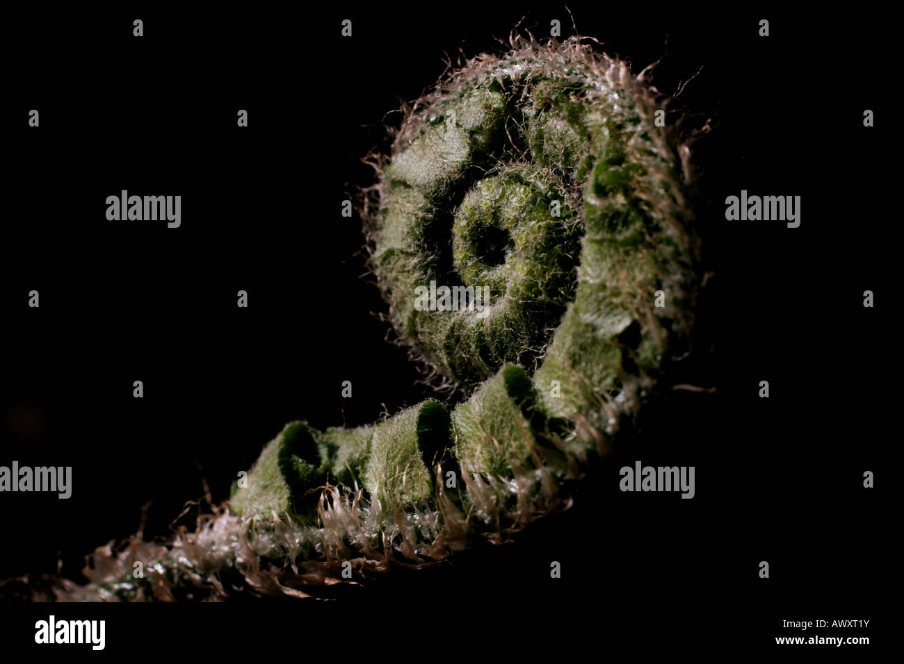 fiddlehead christmas fern Stock Photo - Alamy