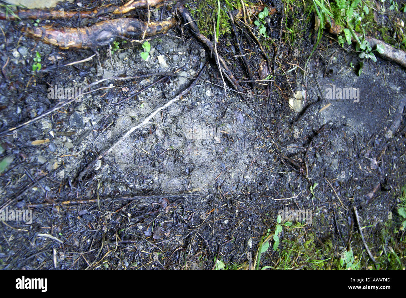 Mud footprint of Bear ursus arctos Stock Photo - Alamy