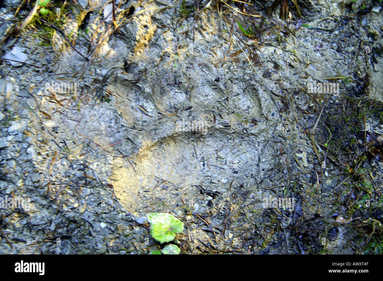 Mud footprint of Bear ursus arctos Stock Photo - Alamy