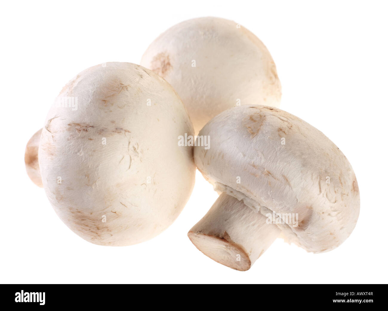 Mushroom champignon group isolated on white background Stock Photo - Alamy