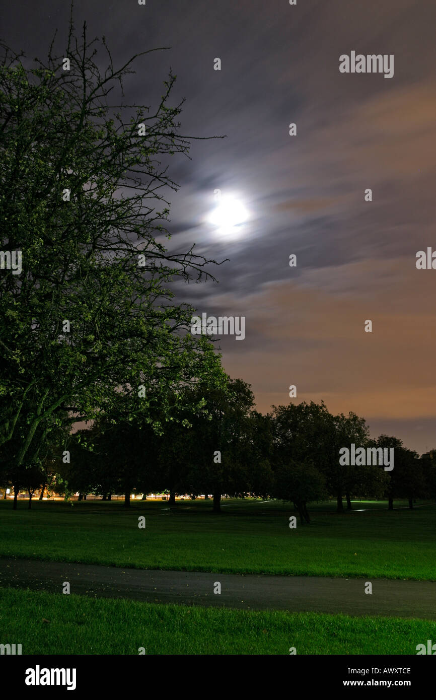 Moon Shining Through Trees High Resolution Stock Photography and Images ...