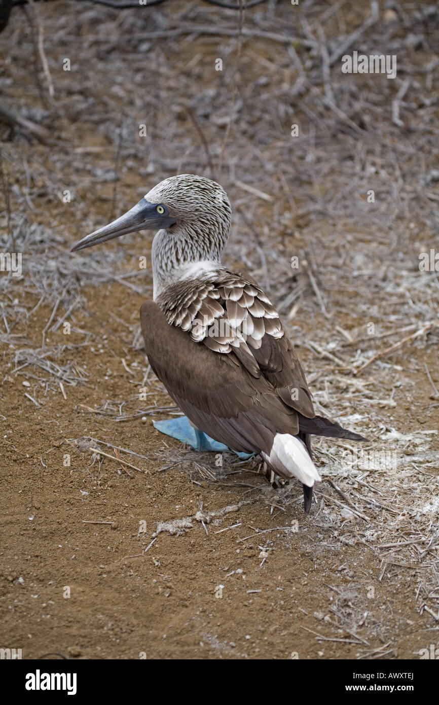 Blue footed Booby bird (Sula nebouxii) on look out. La Plata Island ...