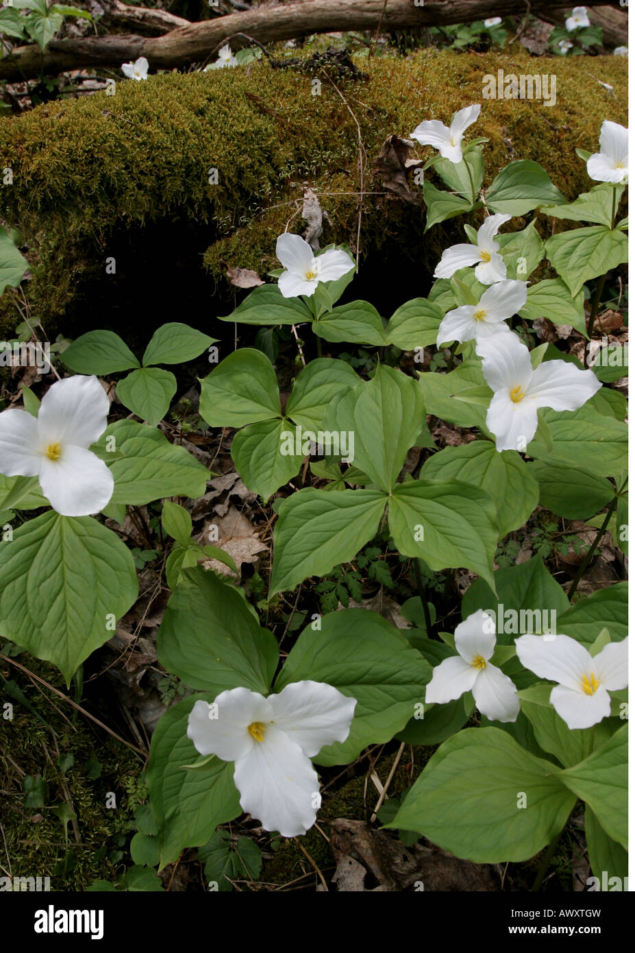 large flowered trillium spring flower Stock Photo - Alamy
