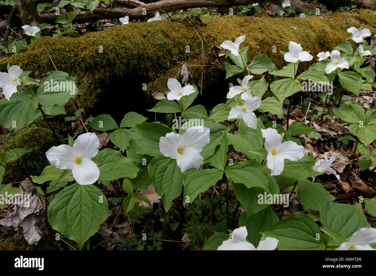 large flowered trillium spring flower Stock Photo - Alamy