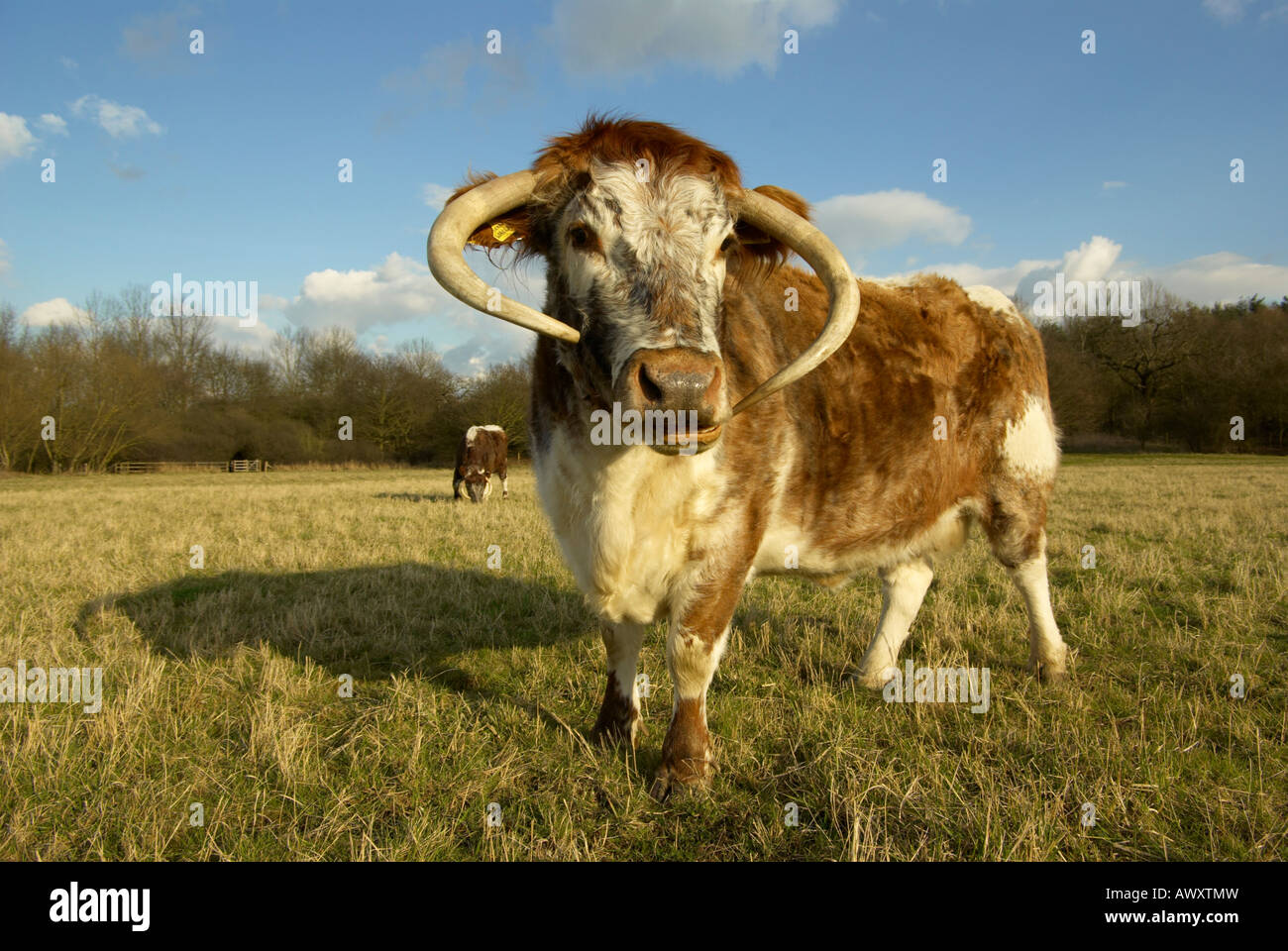 Long horned cattle, Roding Valley, Essex. These cattle graze the ...