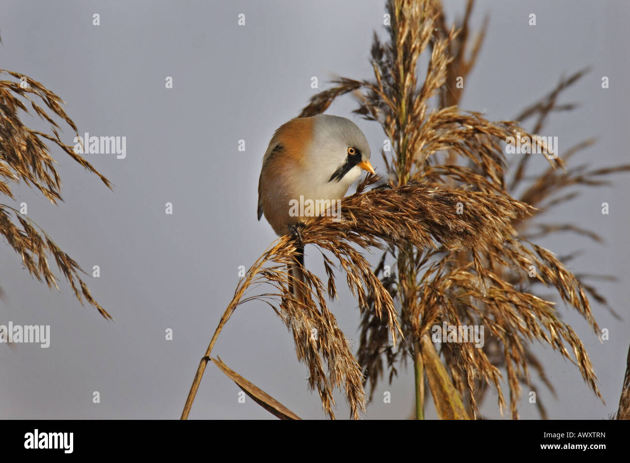 Bartmeise Panurus biarmicus Timaliidae male Stock Photo - Alamy