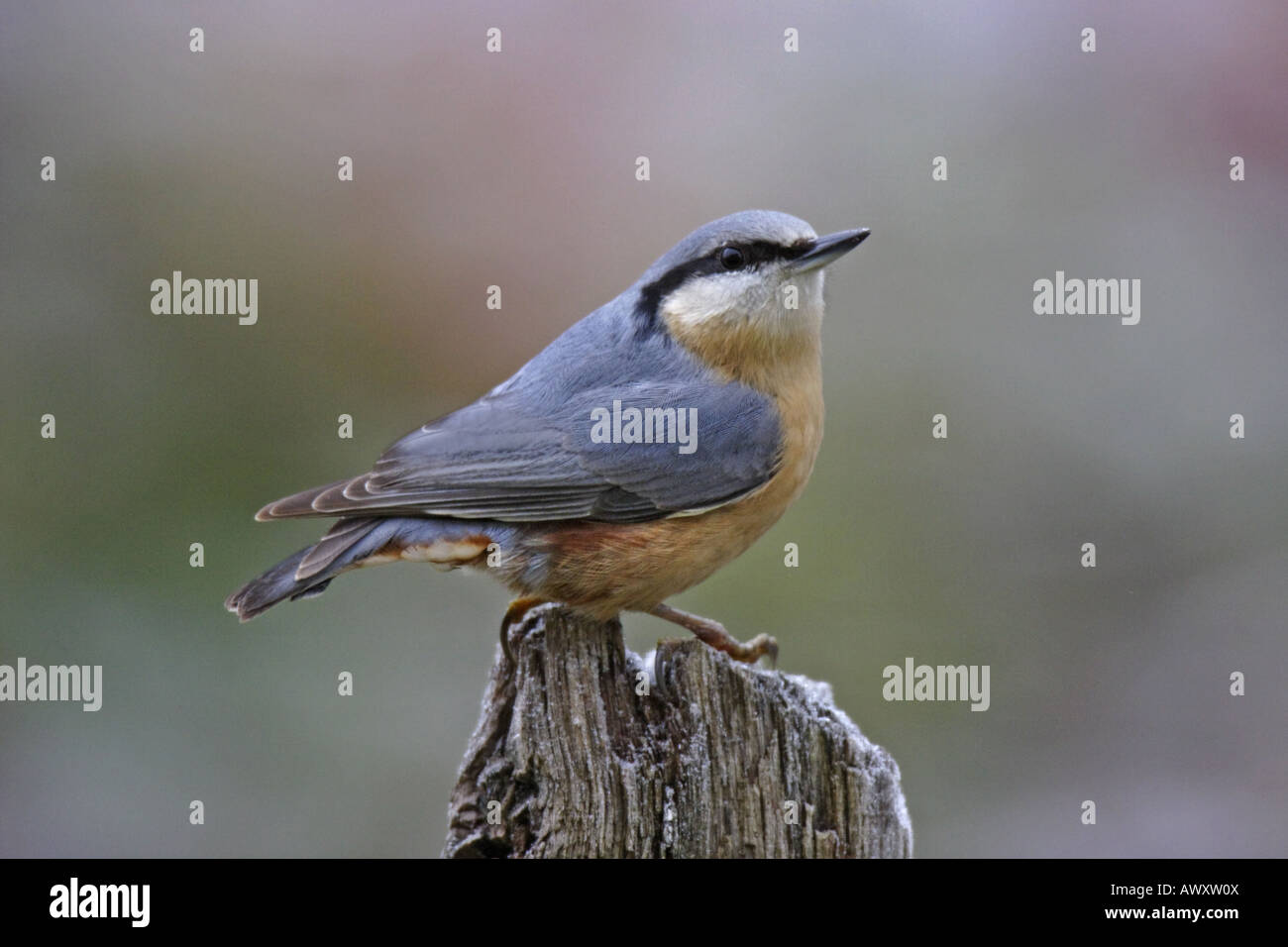 Kleiber sitta europaea sittidae Stock Photo - Alamy
