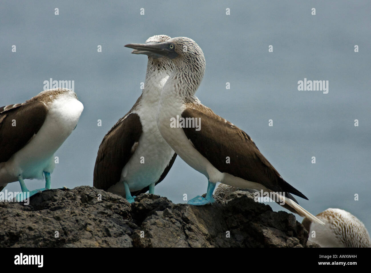 Blue footed Booby bird Ecuador South America. 3 Boobies birds perched ...