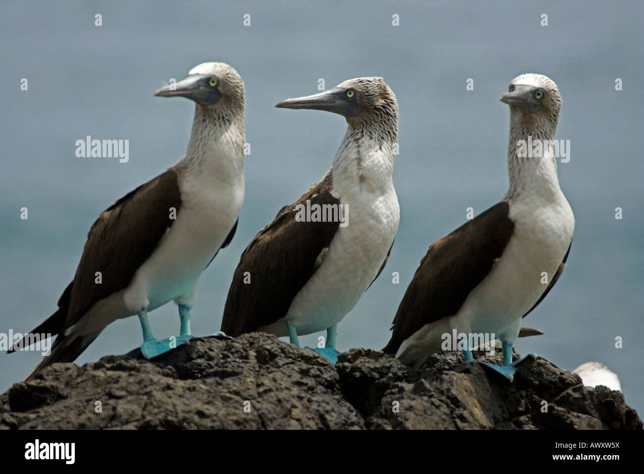 Blue Footed Booby