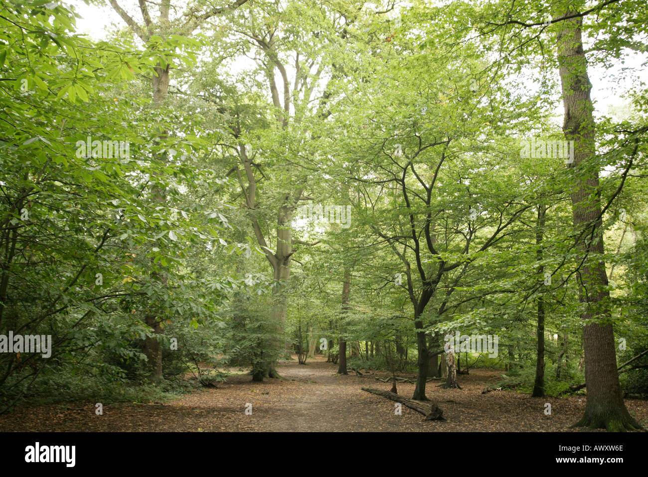 green broadleaf trees in an English wood with dappled sunlight ...