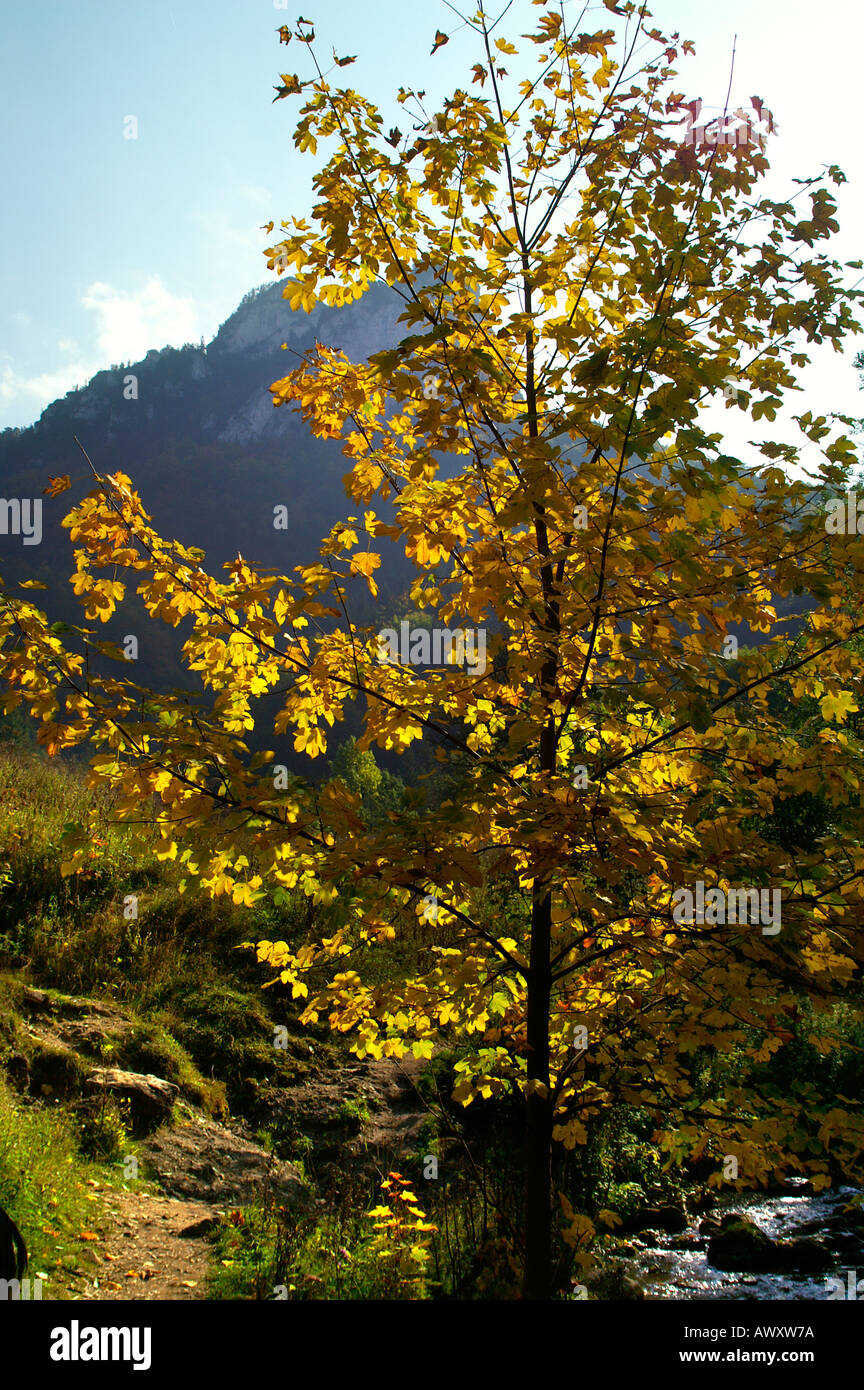 Autumn leaves, Mala Fatra mountain range, Slovakia Stock Photo - Alamy