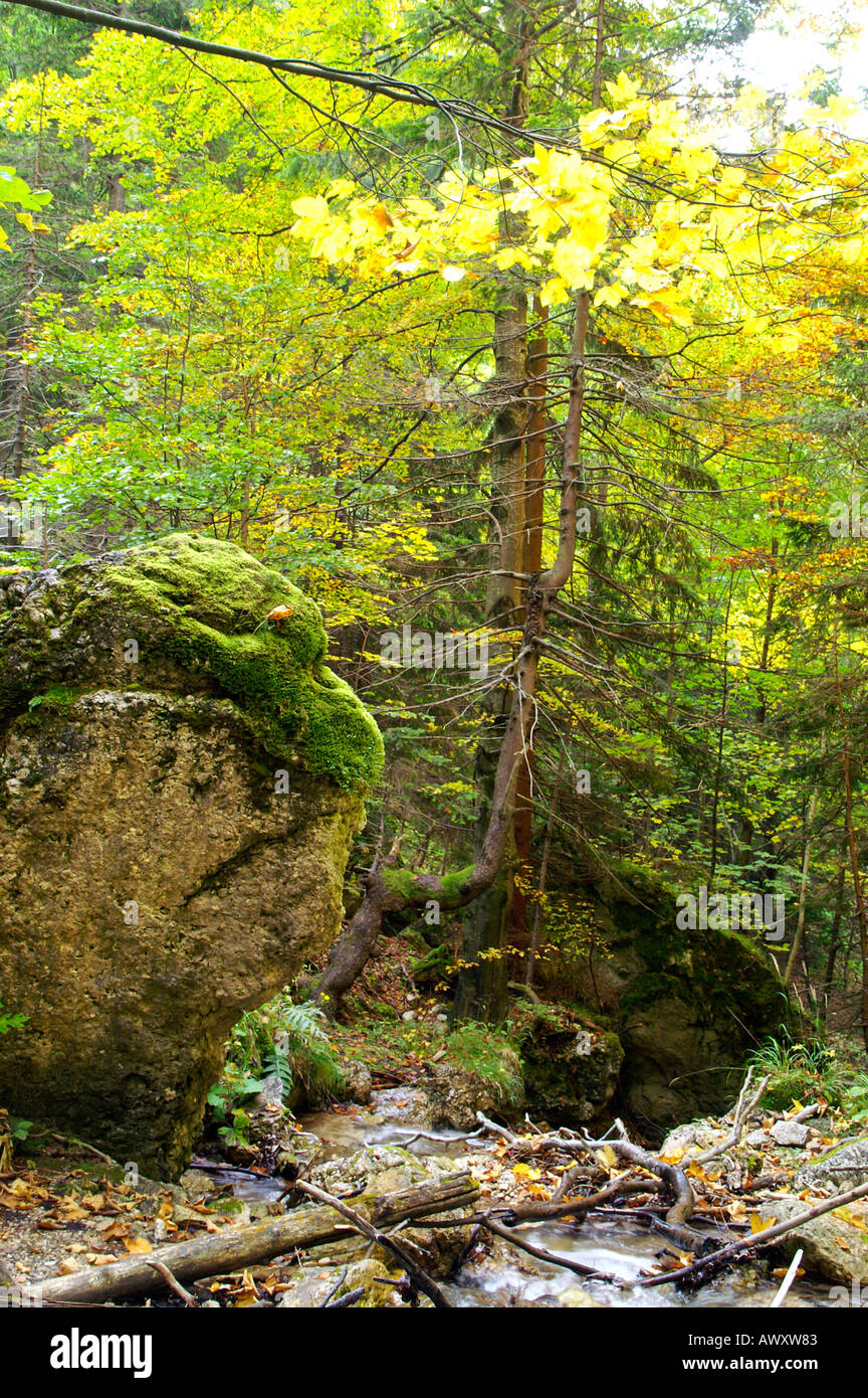Colourful forest of autumnal Horne Diery Gorge, Mala Fatra mountain ...
