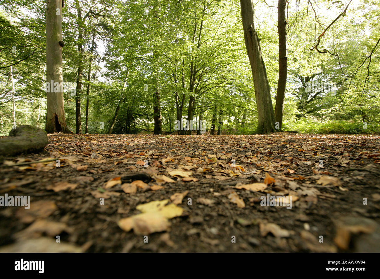 Fallen leaf litter in green broadleaf trees in an English wood with ...