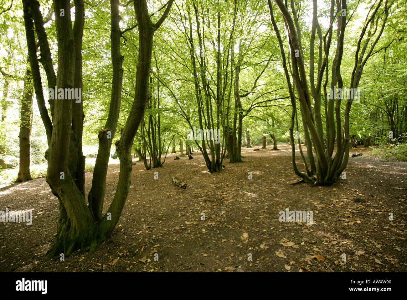 green broadleaf trees in an English wood with dappled sunlight ...
