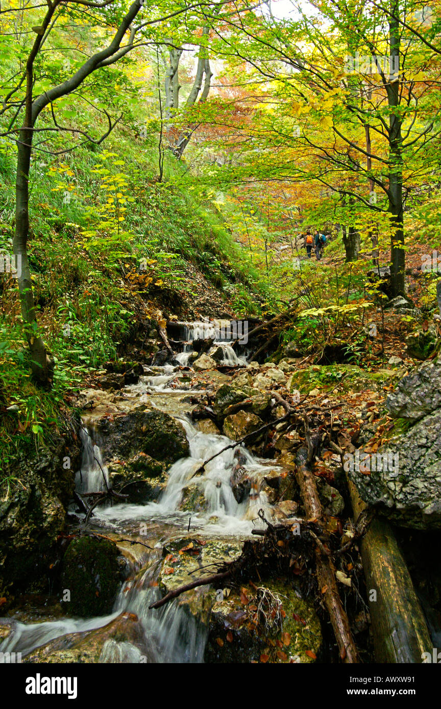 Colourful forest of autumnal Horne Diery Gorge, Mala Fatra mountain ...
