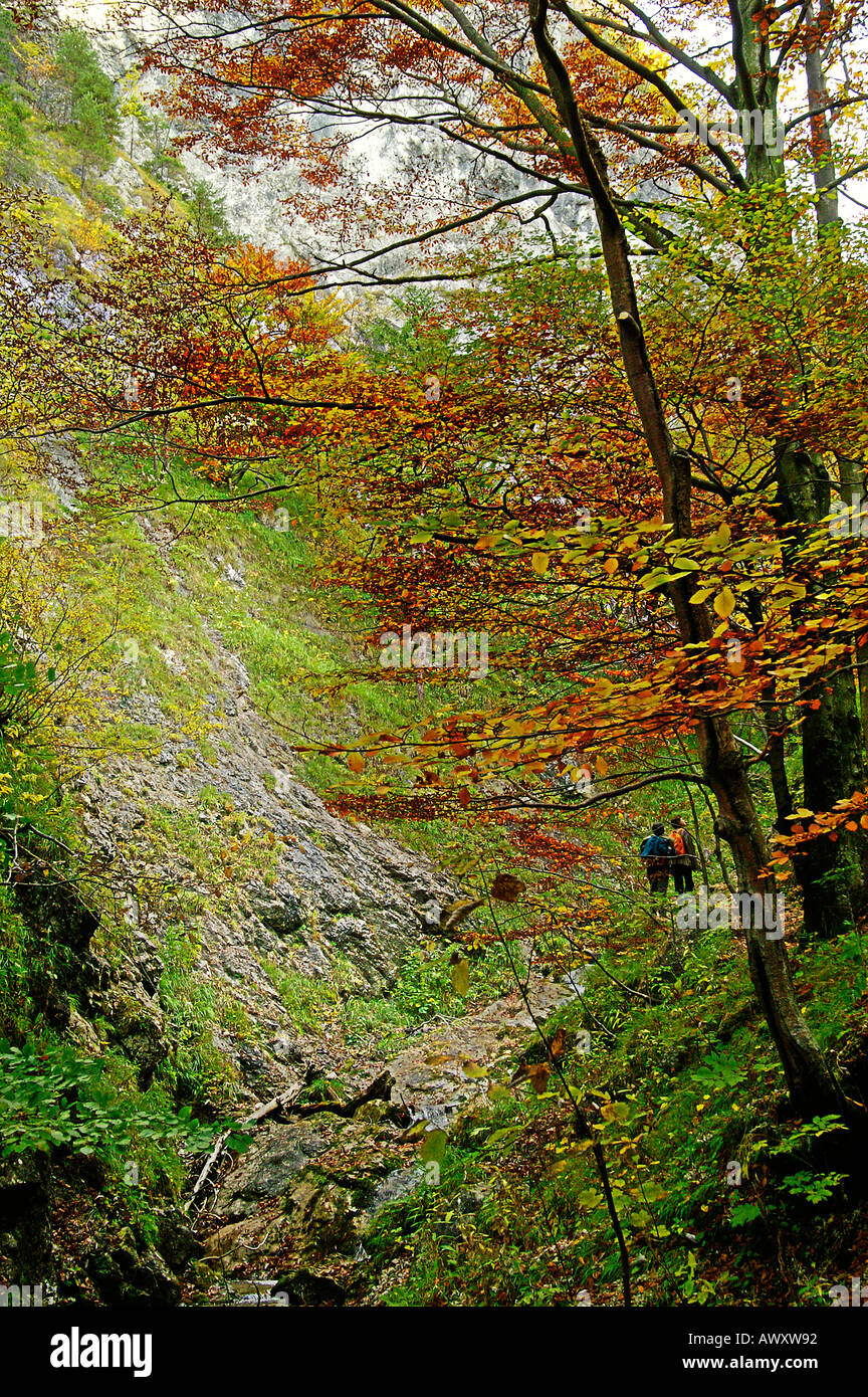 Colourful forest of autumnal Horne Diery Gorge, Mala Fatra mountain ...