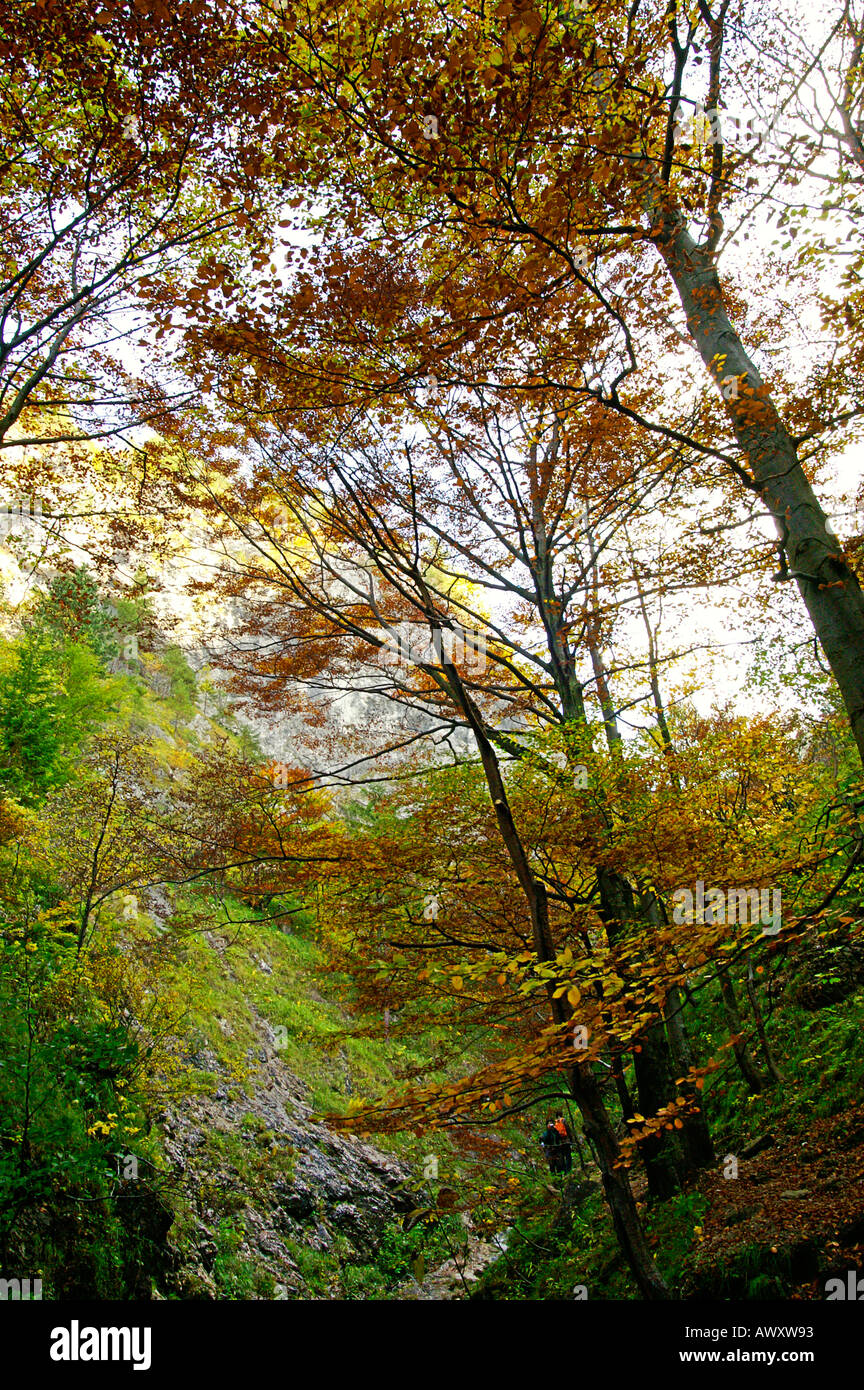 Colourful forest of autumnal Horne Diery Gorge, Mala Fatra mountain ...