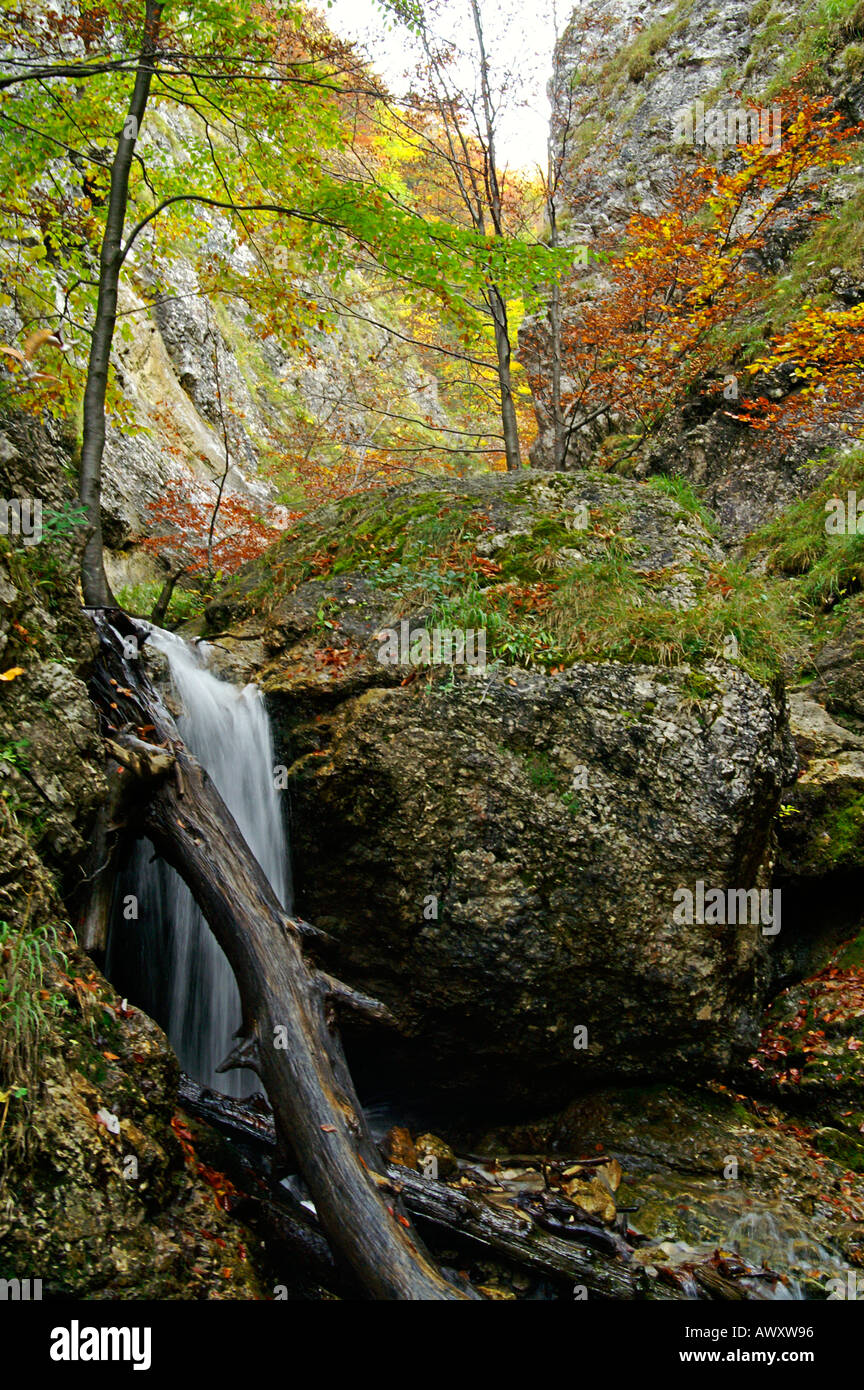 Colourful forest of autumnal Horne Diery Gorge, Mala Fatra mountain ...
