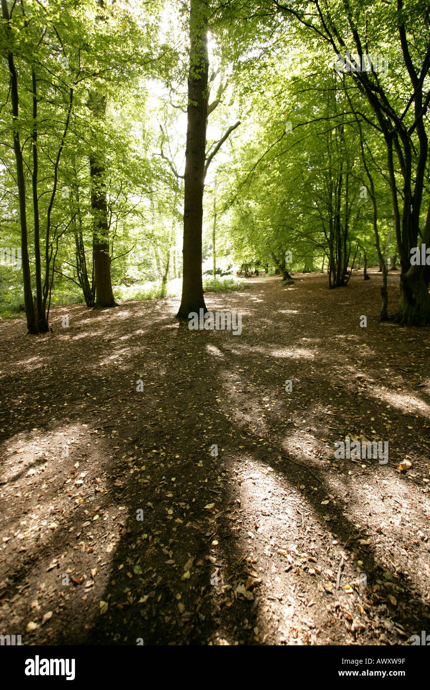 green broadleaf trees in an English wood with dappled sunlight ...