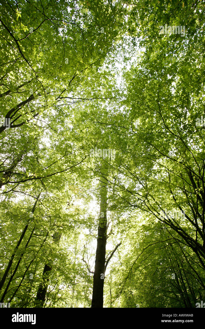 green broadleaf trees in an English wood with dappled sunlight ...