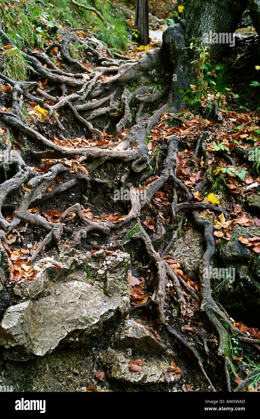Thrawn crooked roots of old tree, autumnal Horne Diery Gorge, Mala ...