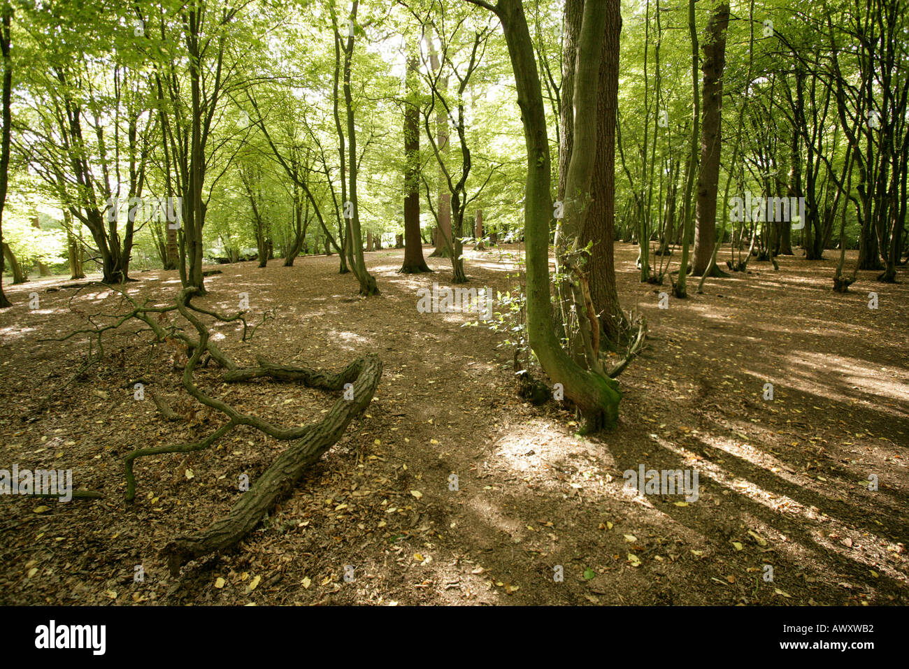 green broadleaf trees in an English wood with dappled sunlight ...