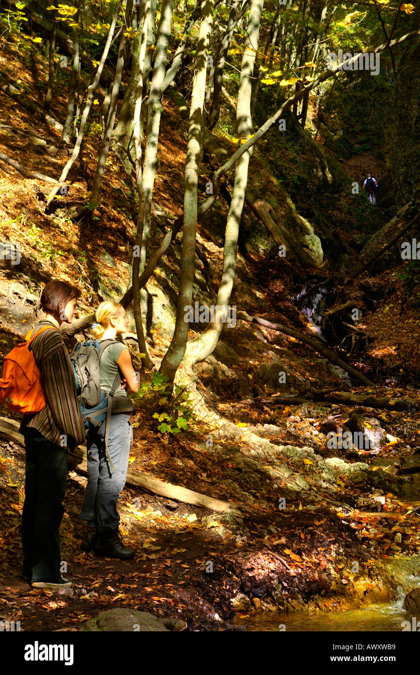 Colourful forest of autumnal Horne Diery Gorge, Mala Fatra mountain ...