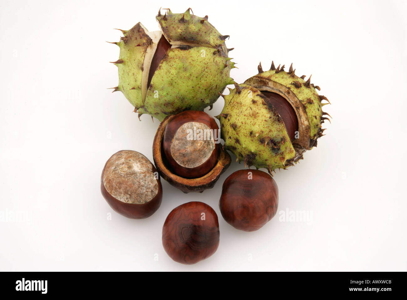 Conker case hi-res stock photography and images - Alamy