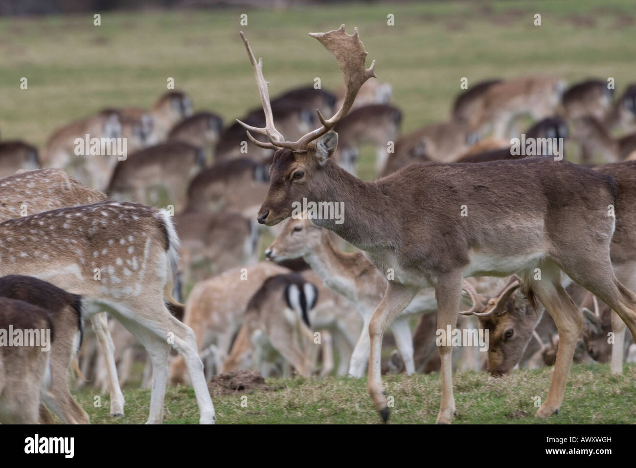 Fallow Deer Grassland Norfolk Stock Photo - Alamy