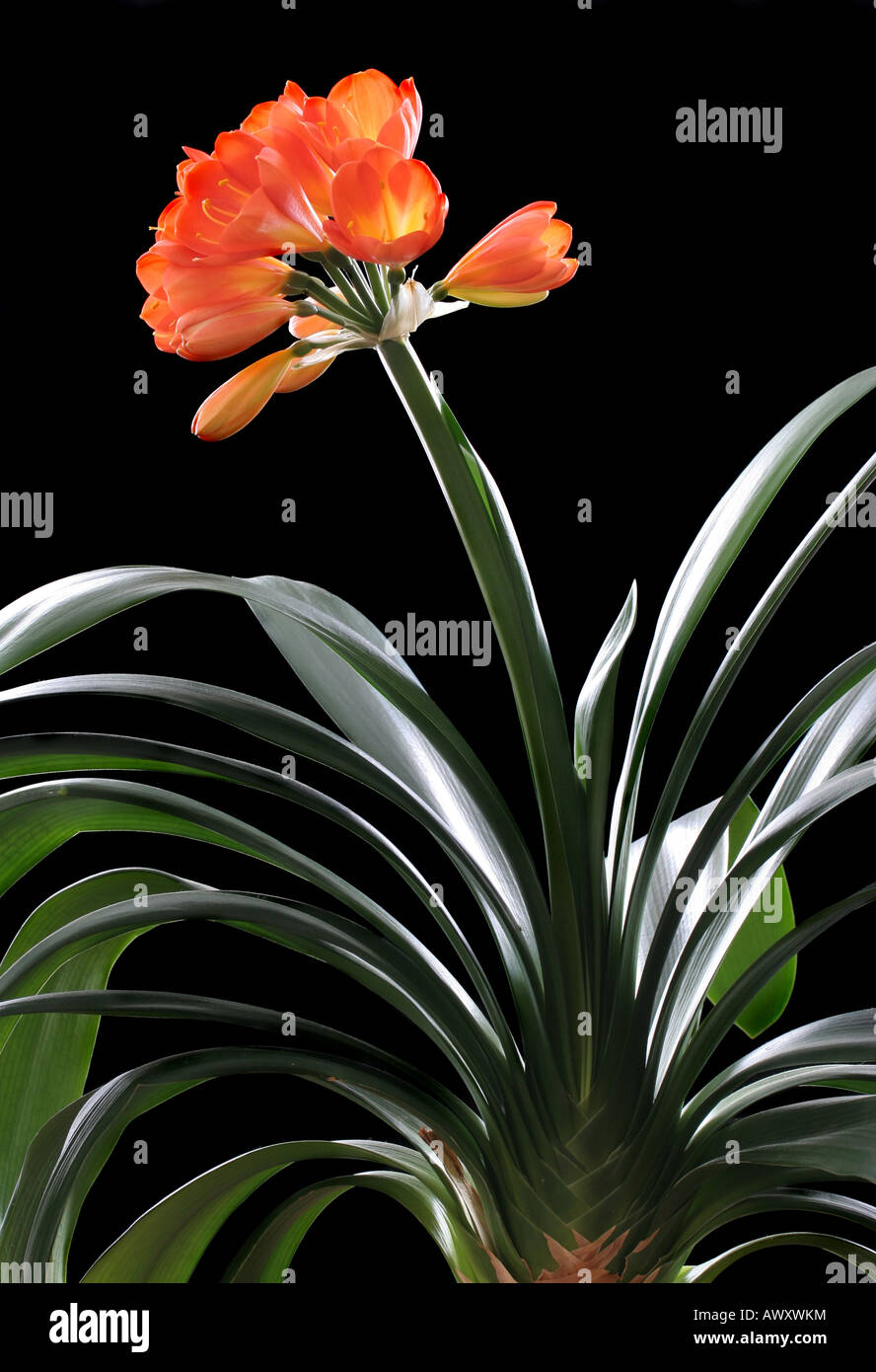 Clivias hi-res stock photography and images - Alamy
