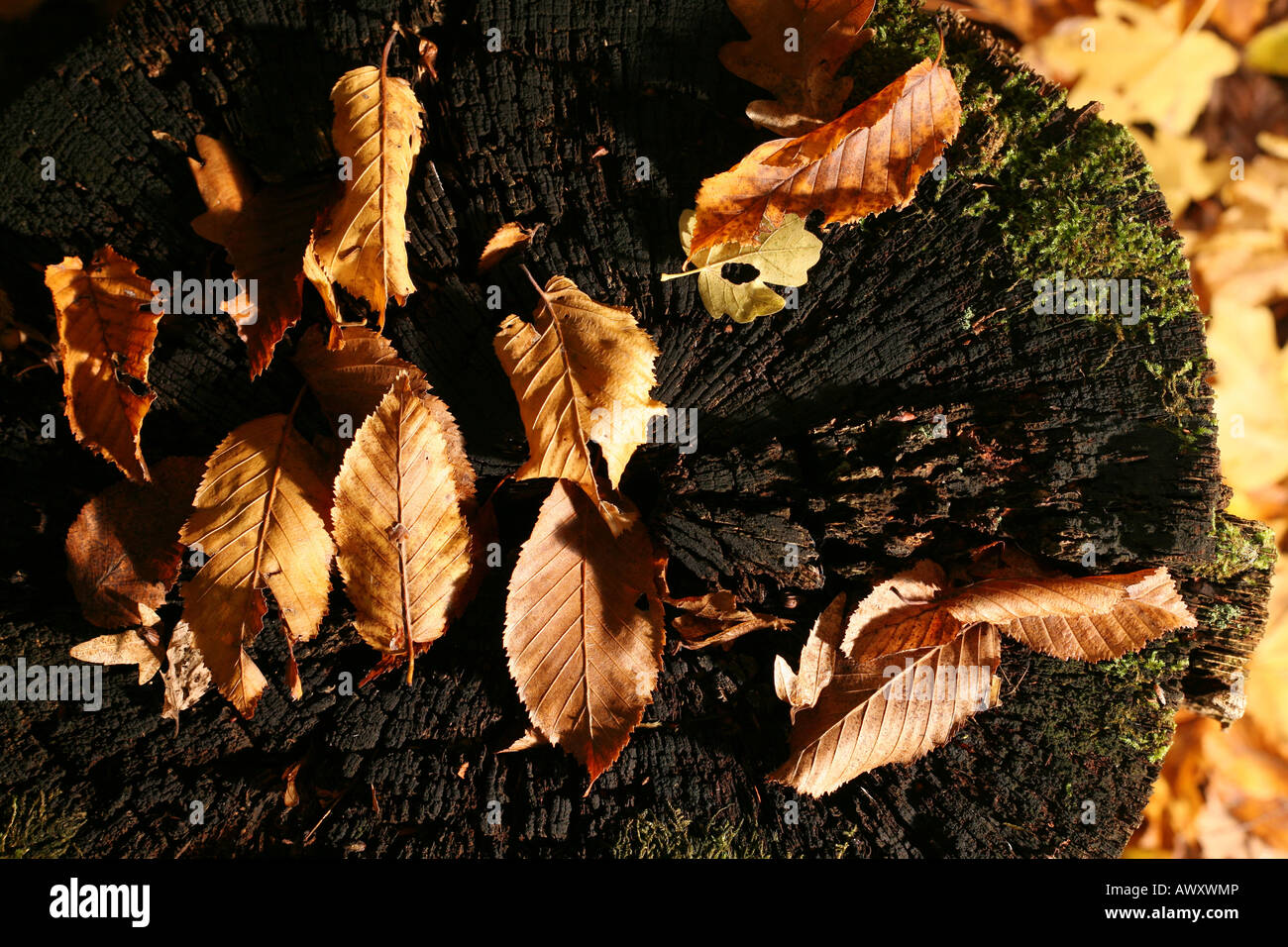 Stub tree hi-res stock photography and images - Alamy