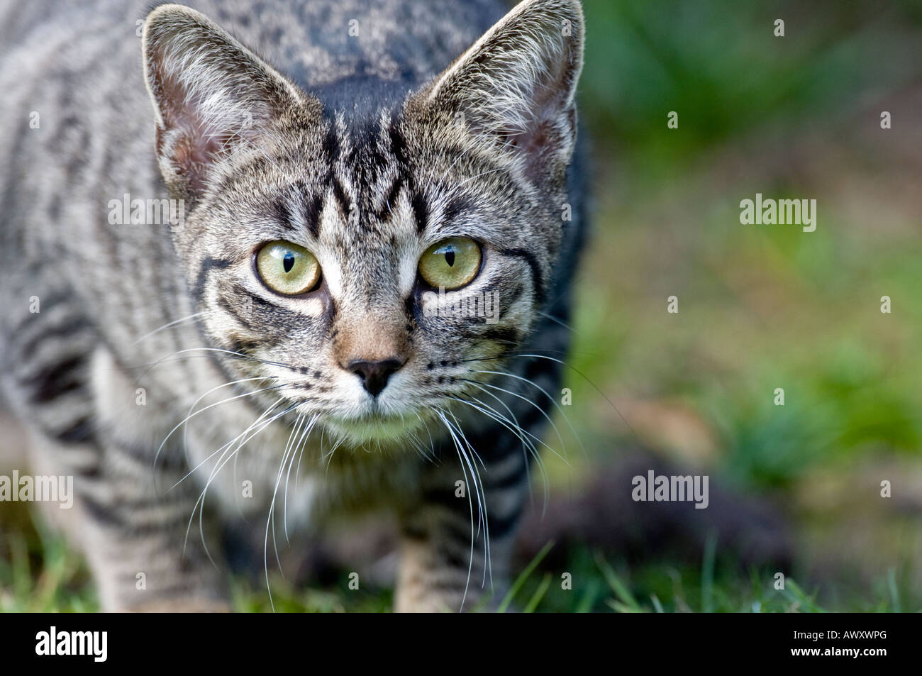 Cat hunting garden hi-res stock photography and images - Alamy