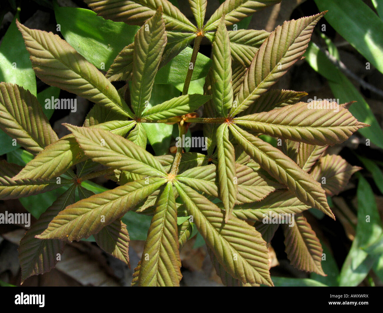 buckeye bud leaf Stock Photo - Alamy