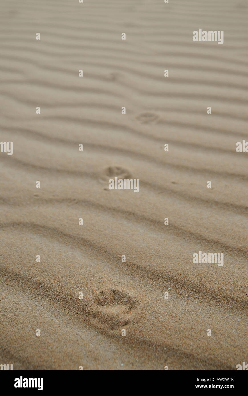 Fox Tracks In Sand