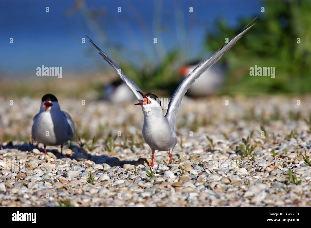 Flußseeschwalbe (sterna hirundo) common tern Stock Photo - Alamy