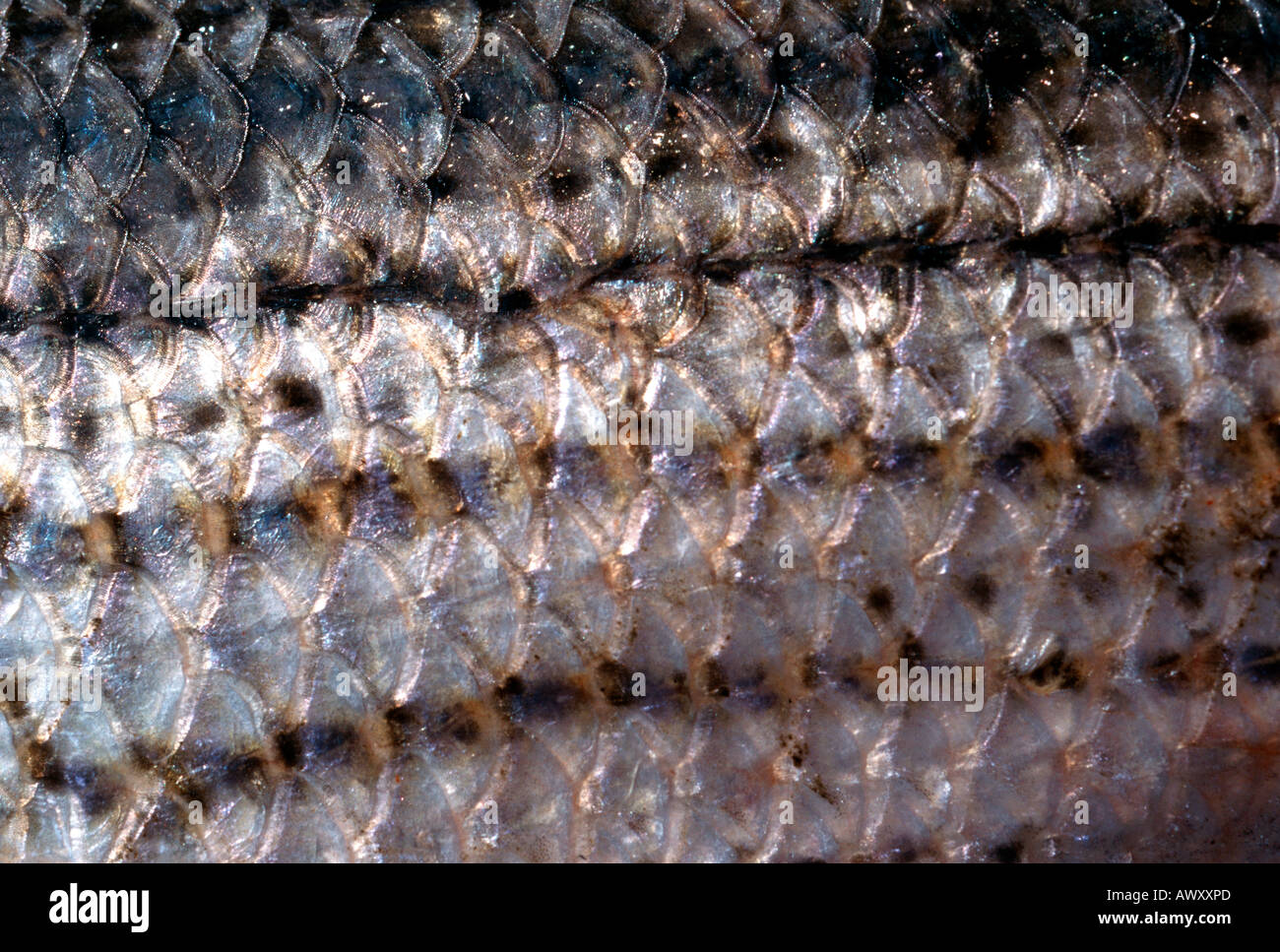 Rhombus fish hi-res stock photography and images - Alamy
