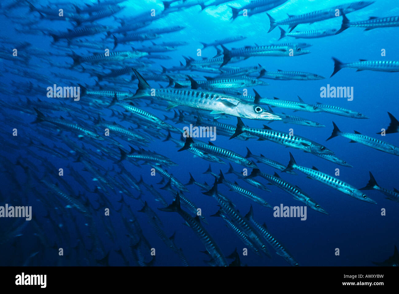 Large school of Barracuda fish Stock Photo - Alamy