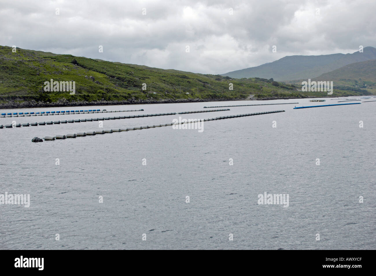 Mussel farm, Killary fjord, Connemara, Ireland Stock Photo - Alamy