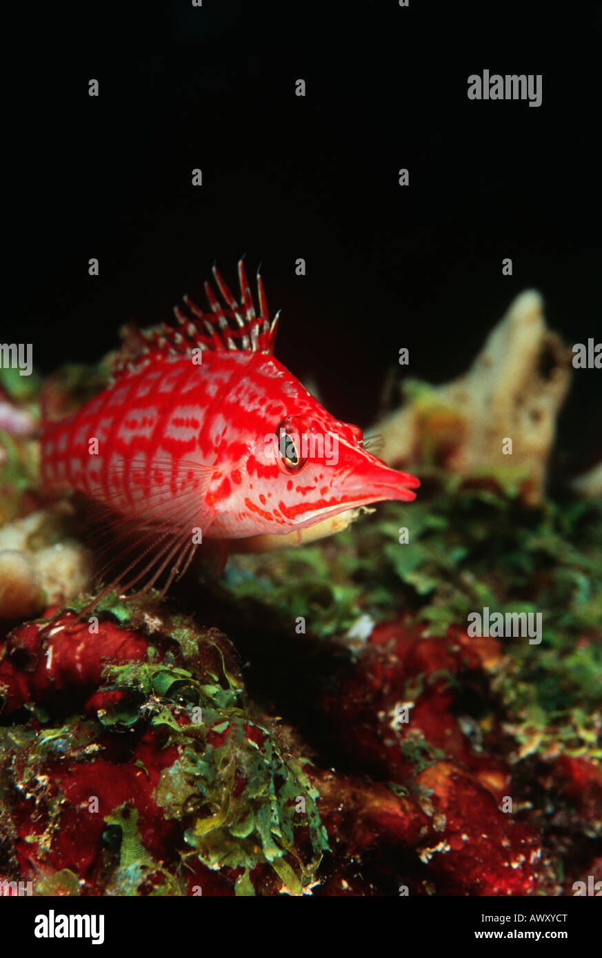 Longnose hawkfish, close-up Stock Photo - Alamy
