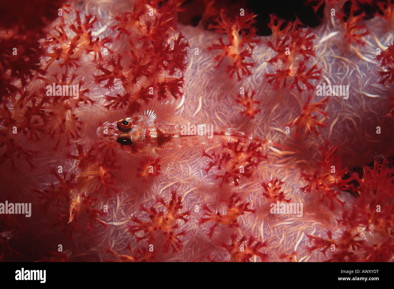 Wolf goby (luposicya lupus),camouflaged among soft coral Stock Photo ...