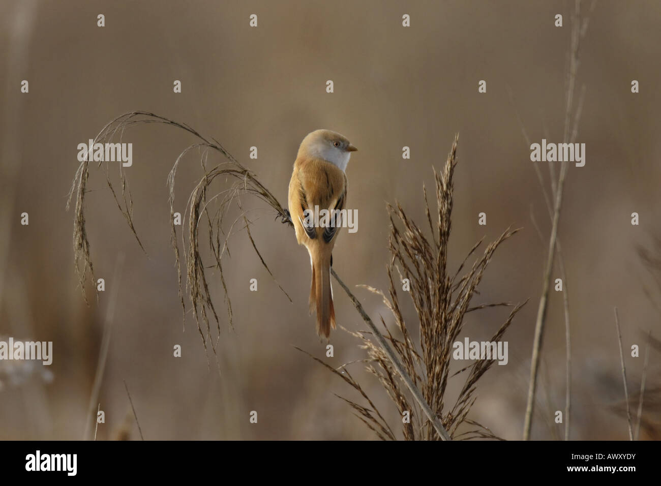 Bartmeise Panurus biarmicus Timaliidae weibchen female Stock Photo - Alamy
