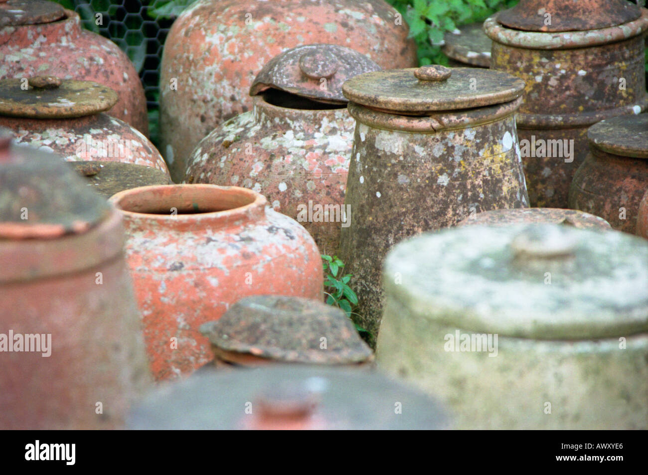 Forcing pots hi-res stock photography and images - Alamy