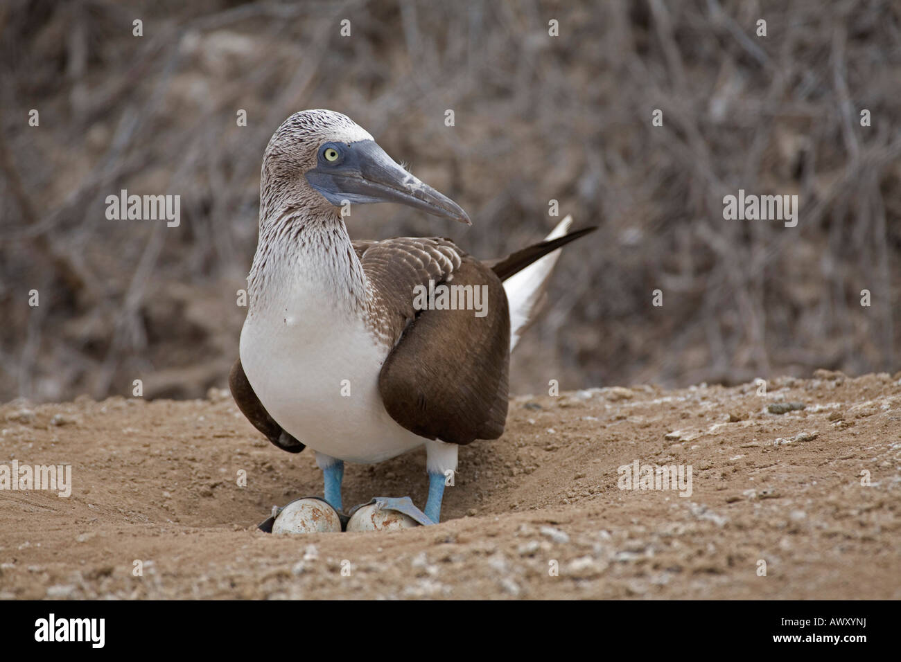 Female Blue footed Booby bird Ecuador South America on nest, nesting ...