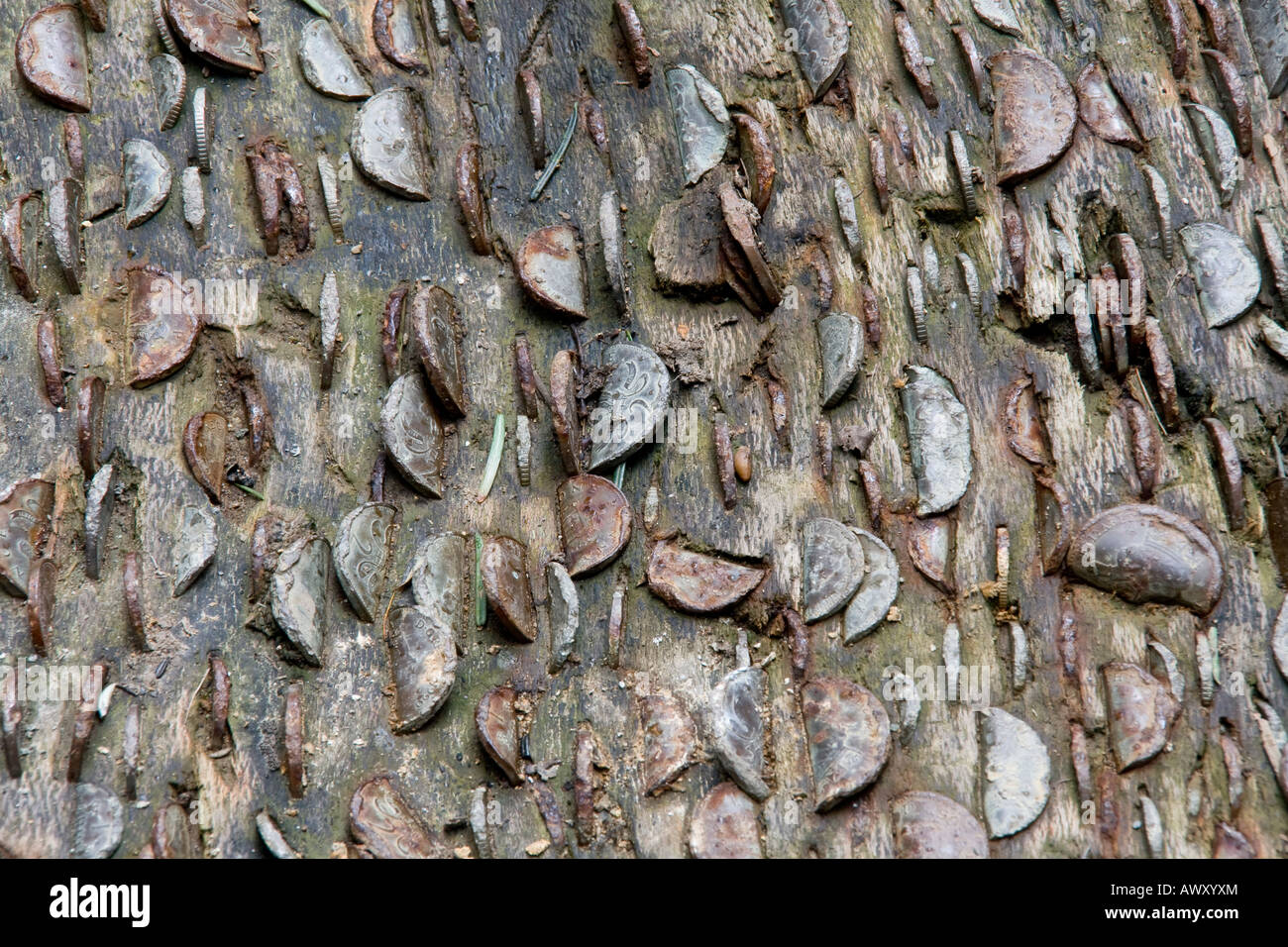 Embedded In Tree High Resolution Stock Photography and Images - Alamy