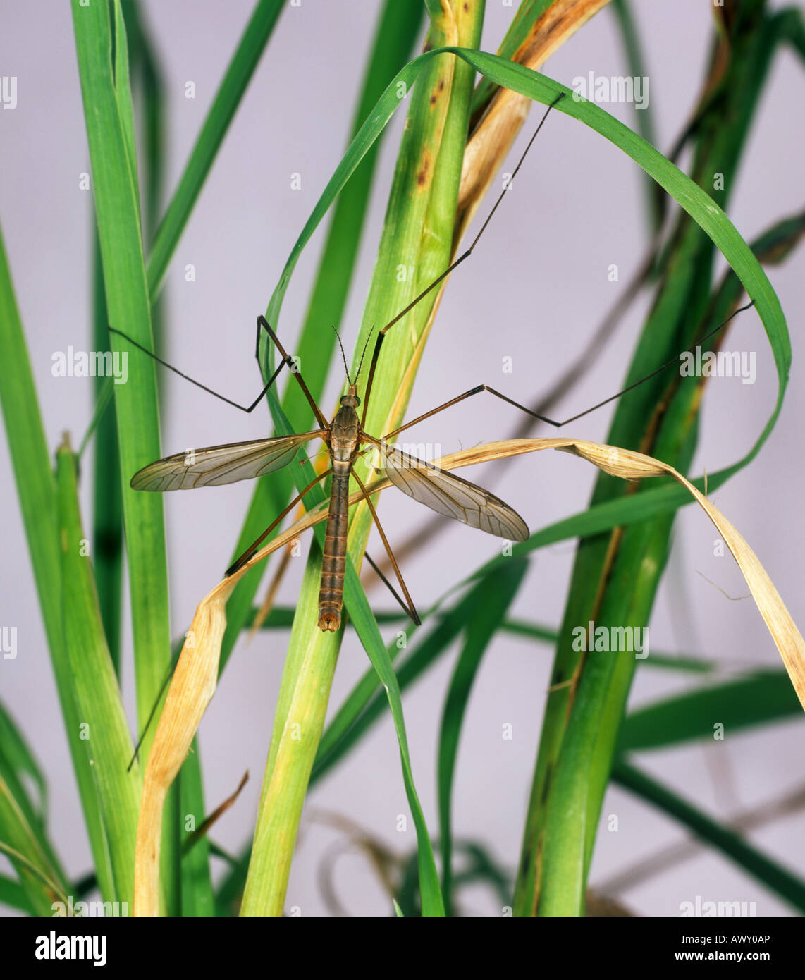 Crane fly leatherjacket hi-res stock photography and images - Alamy