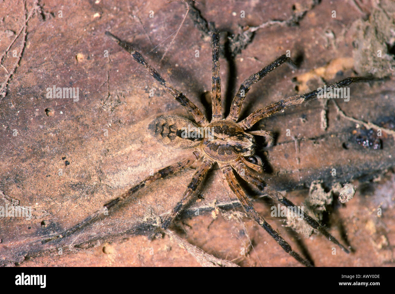 Tegenaria domestica spider hi-res stock photography and images - Alamy