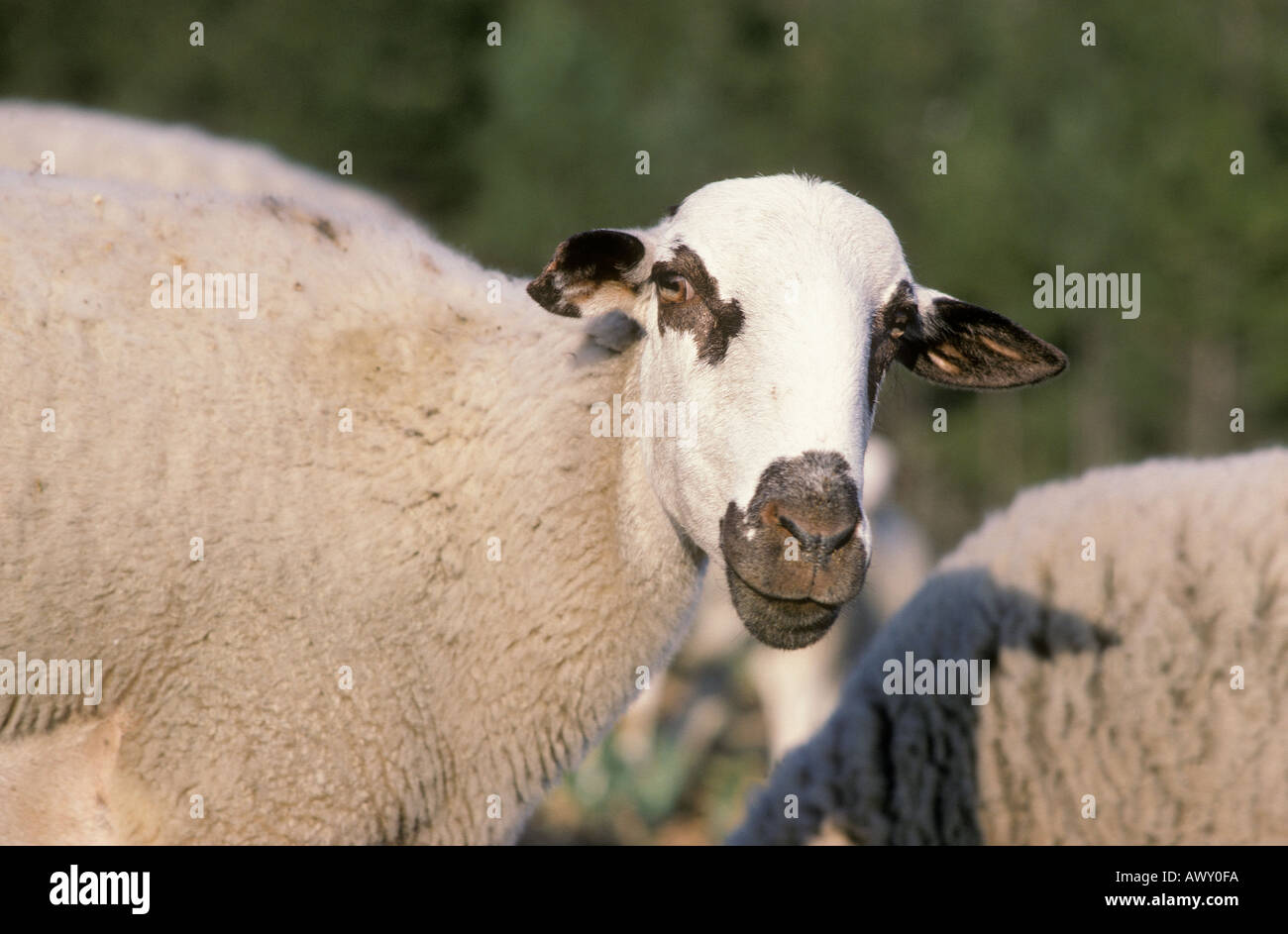 Sheep head hi-res stock photography and images - Alamy
